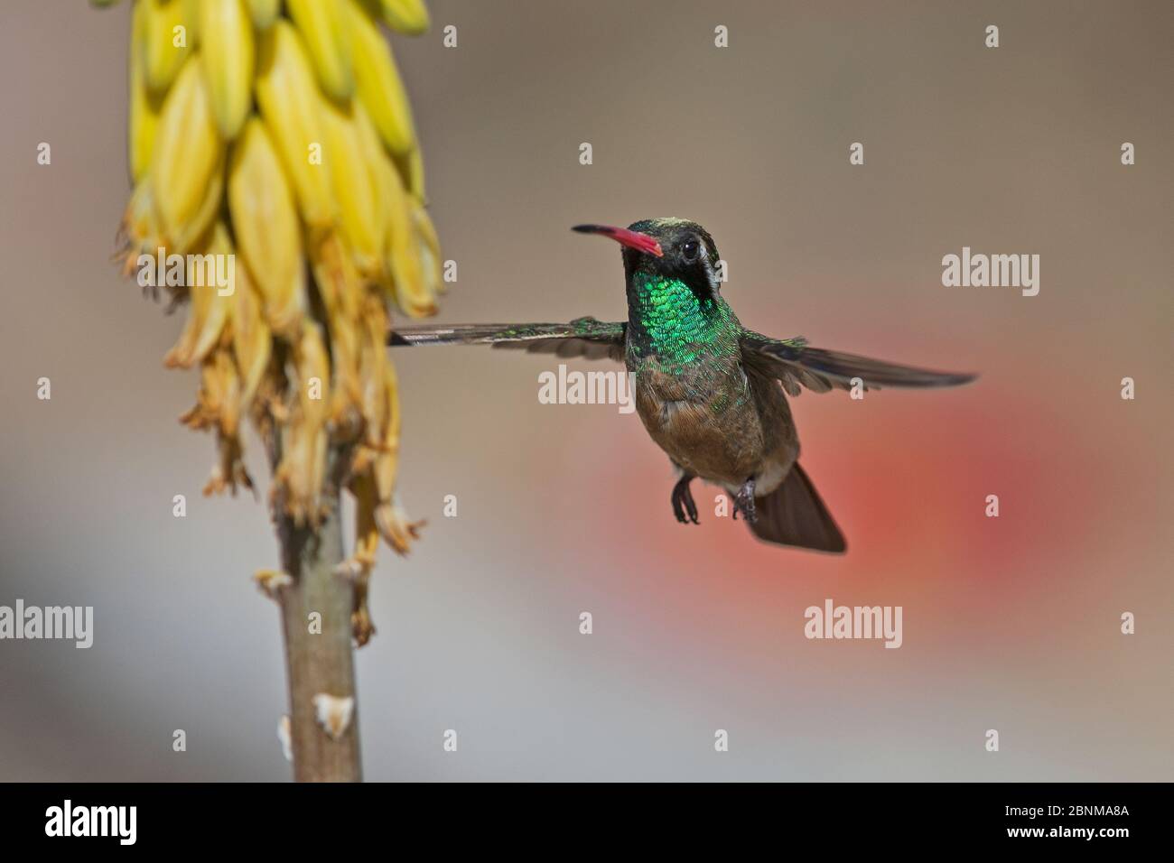 Basilinna xantussi hi-res stock photography and images - Alamy
