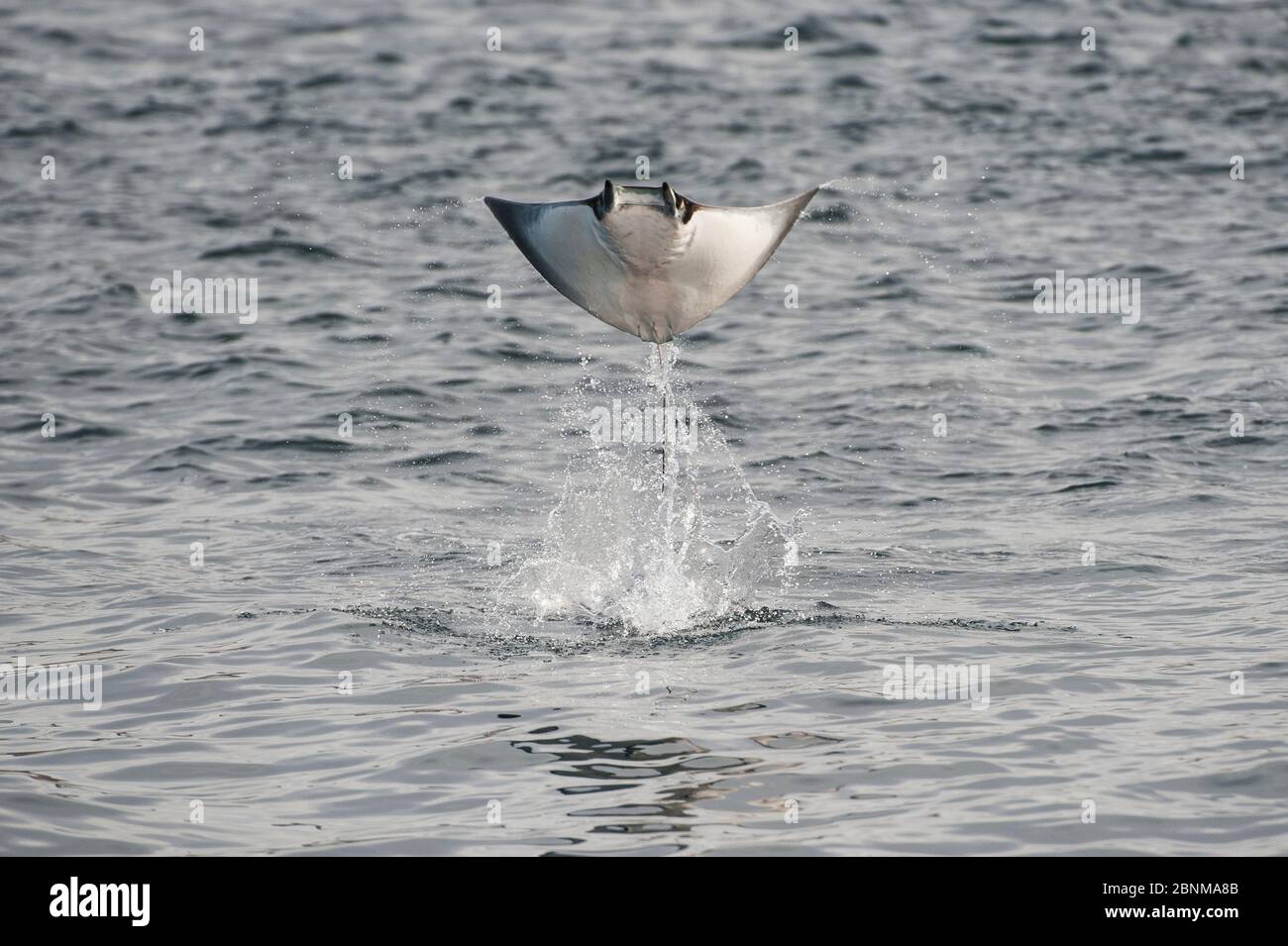 Munk's mobula ray / Devilray (Mobula munkiana) leaping out of the water ...