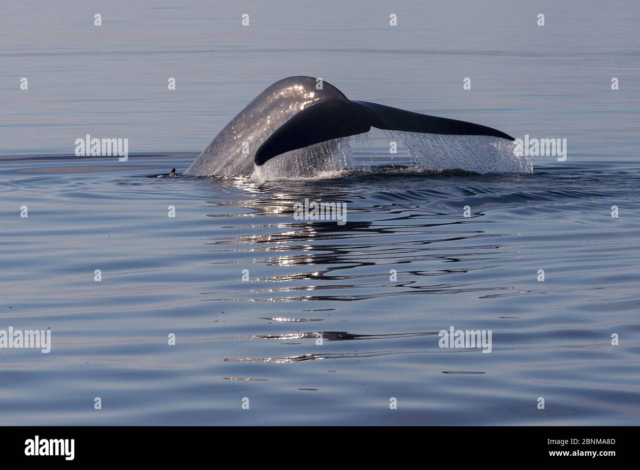 Blue whale (Balaenoptera musculus) fluking / diving, Sea of Cortez ...