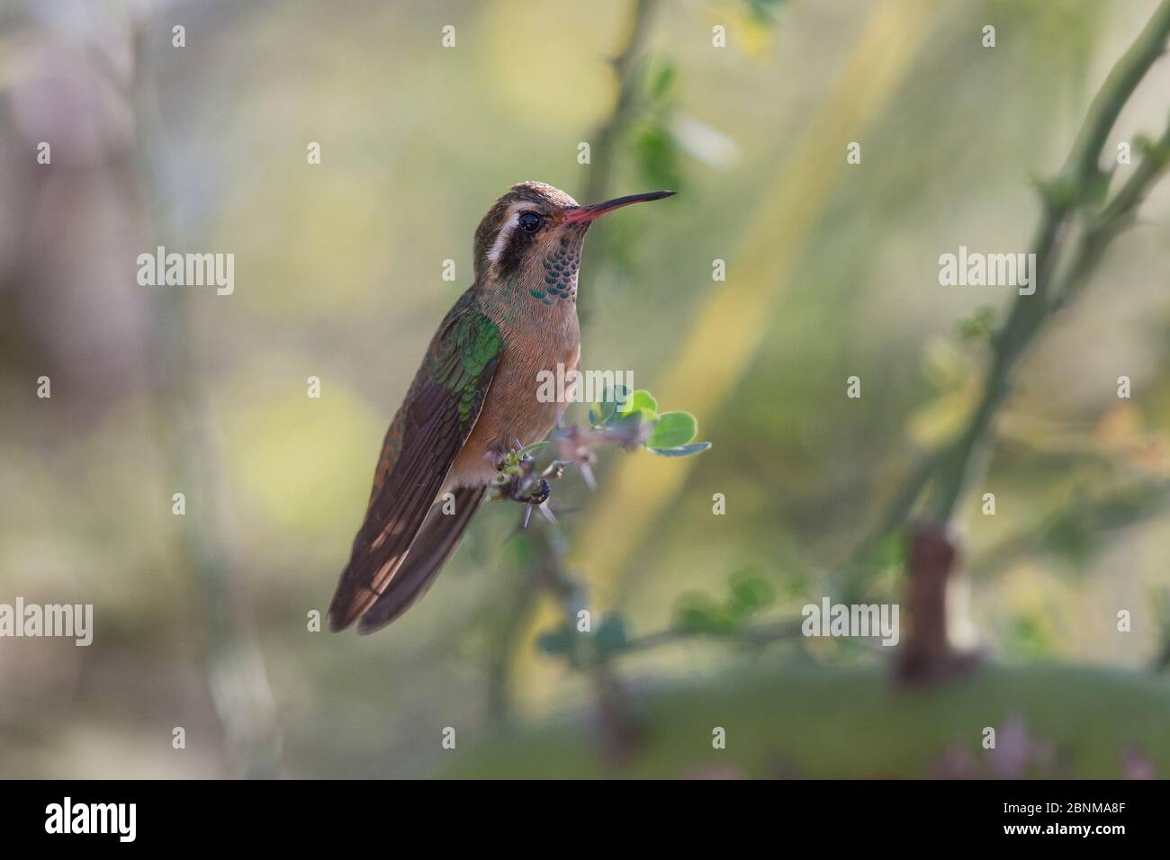 Xantus hummingbird hi-res stock photography and images - Alamy
