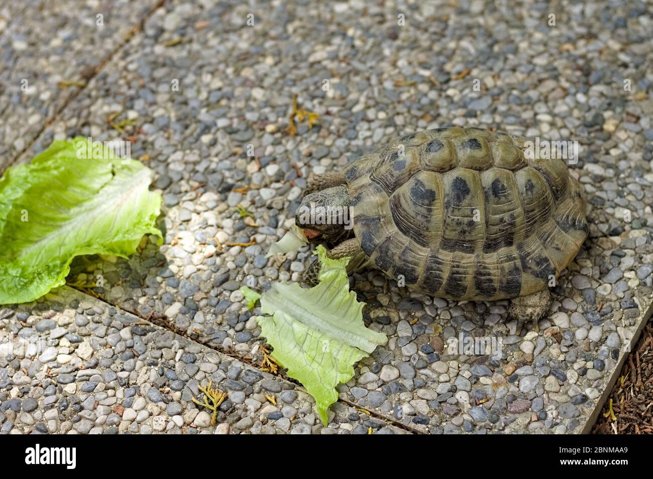 Turtle Eating Lettuce