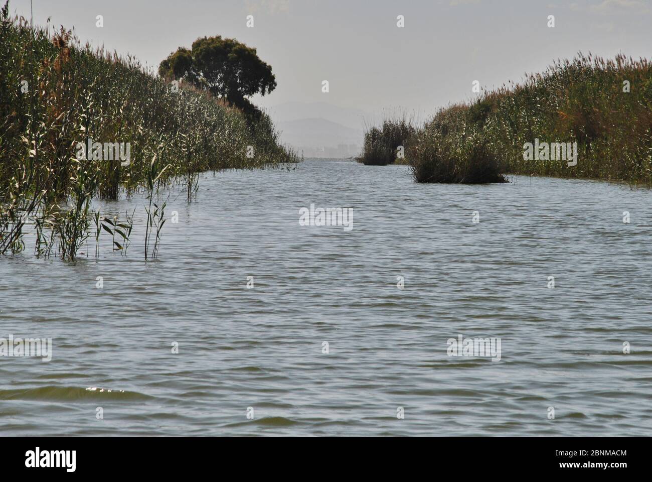Great lake full of vegetation and reeds. Colors of nature Stock Photo ...