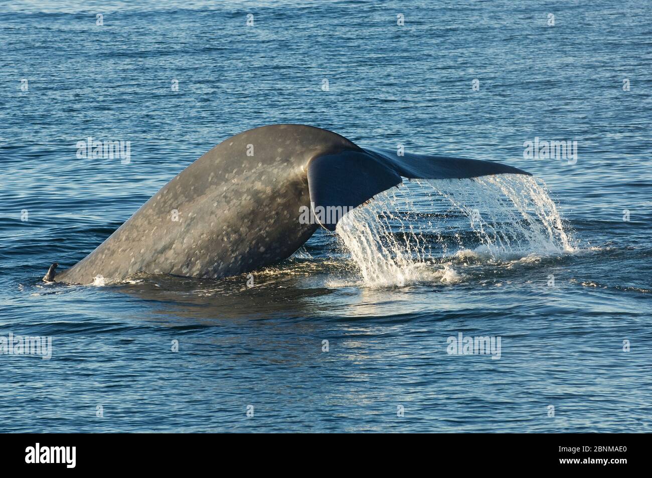 Blue whale (Balaenoptera musculus) fluking / diving, Sea of Cortez ...