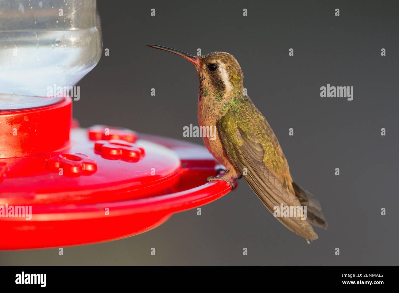 Xantus's / Xantu's hummingbird (Basilinna xantusii - previously ...