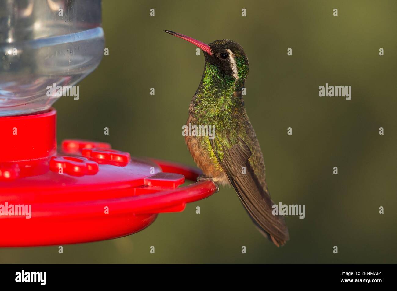 Xantus's / Xantu's hummingbird (Basilinna xantusii - previously ...