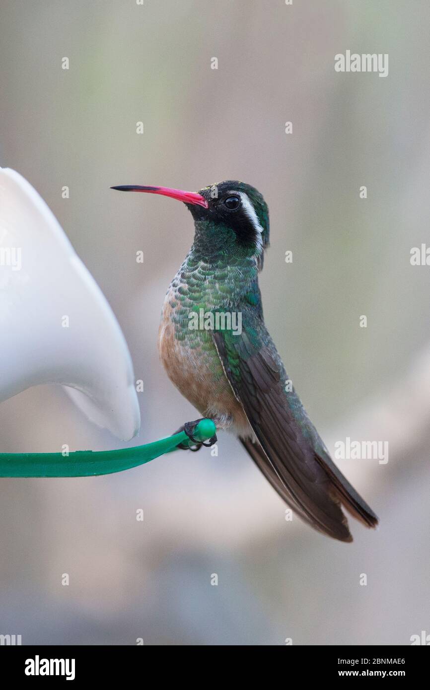 Xantuss hummingbird hi-res stock photography and images - Alamy