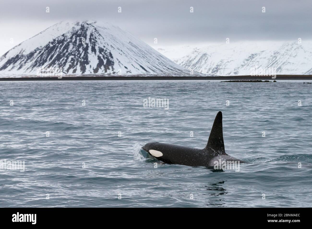 Type 1 North-east Atlantic Killer whale / Orca (Orcinus orca) male ...