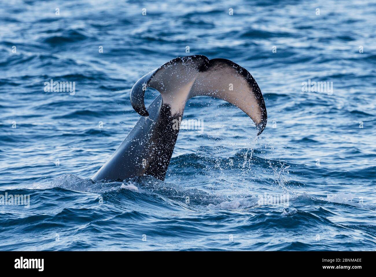 Dolphin slapping tail hi-res stock photography and images - Alamy