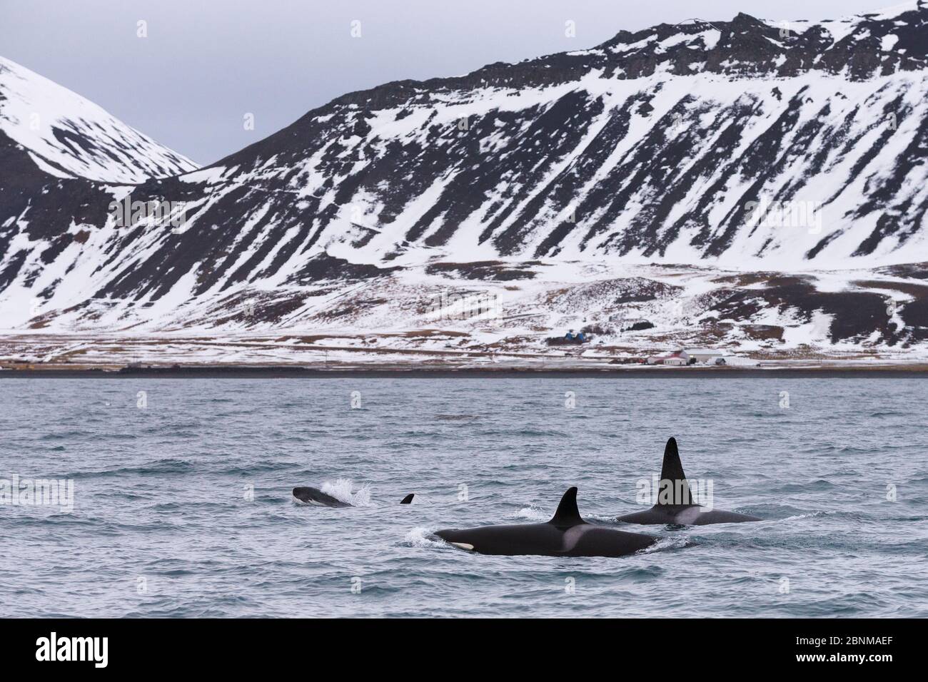Type 1 North-east Atlantic Killer whales / Orca (Orcinus orca) pod ...