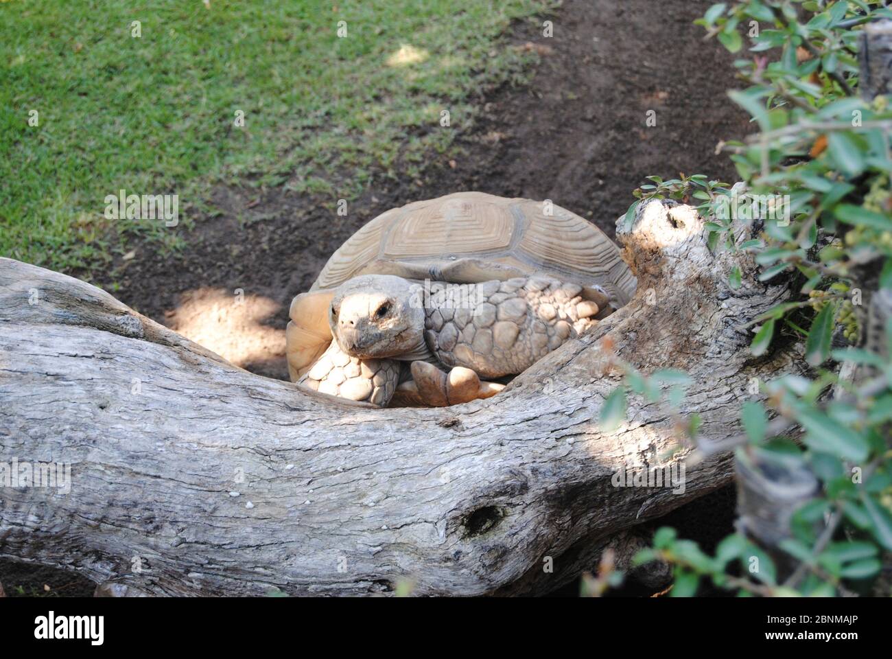 Big turtle climbing up a big log. Colors of nature Stock Photo - Alamy