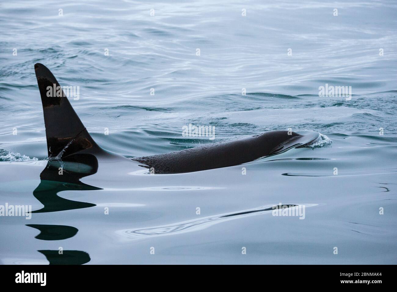 Type 1 North-east Atlantic Killer whale / Orca (Orcinus orca) surfacing ...