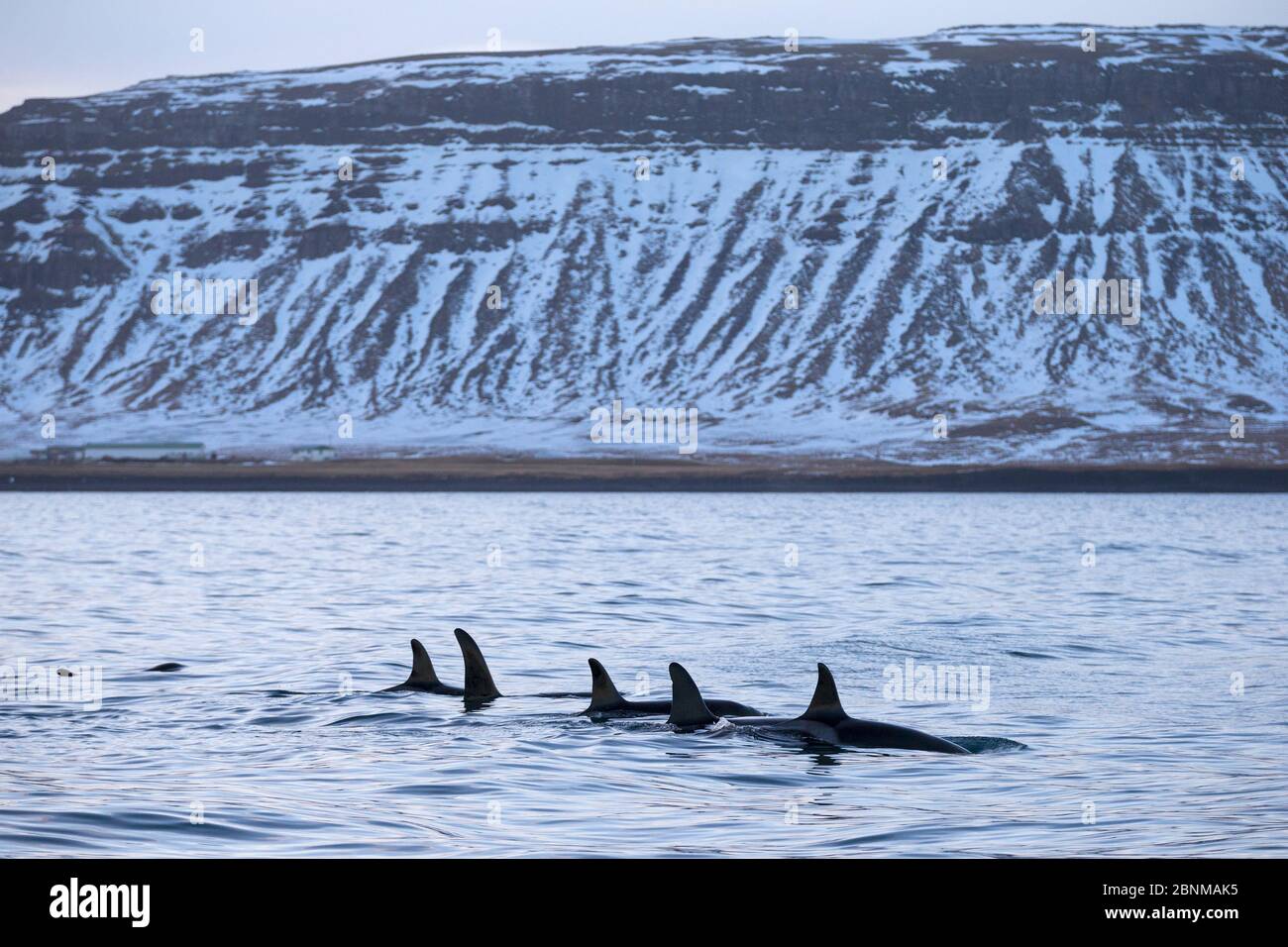 Orca pod hi-res stock photography and images - Alamy