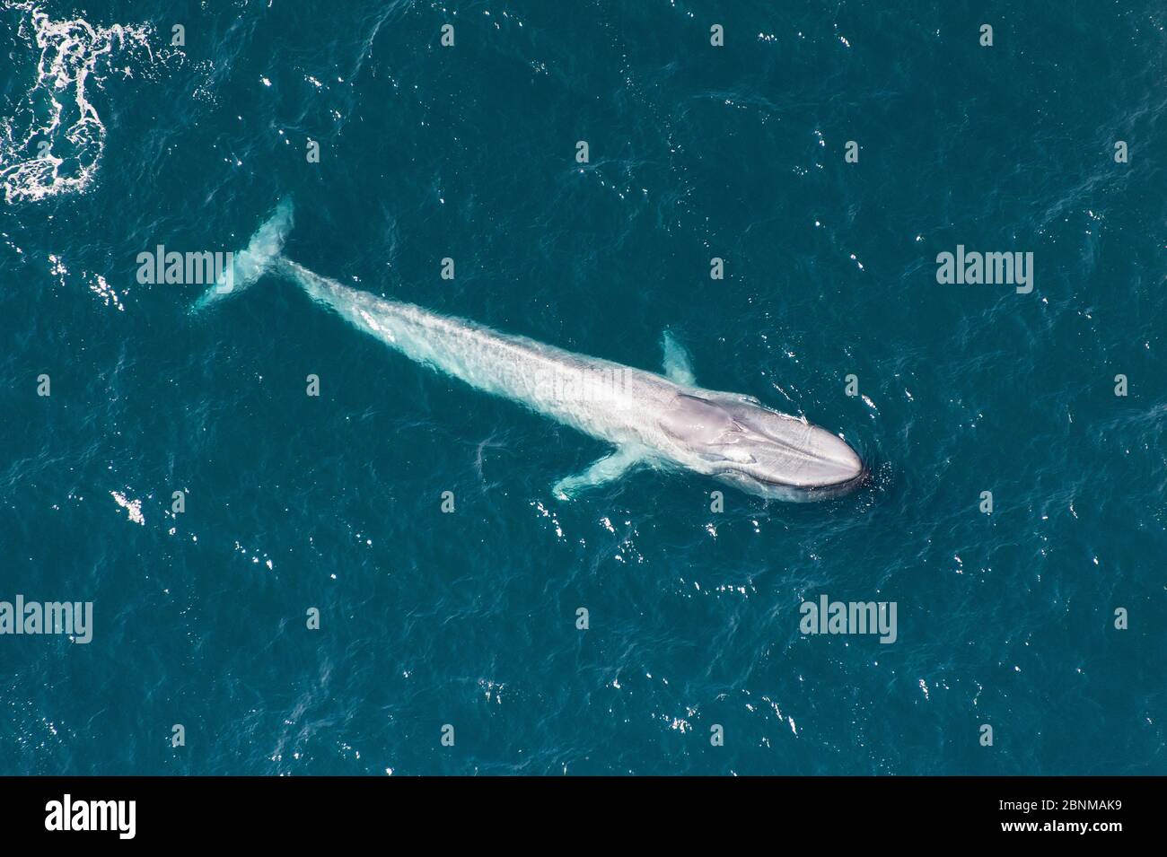 Blue whale aerial hi-res stock photography and images - Alamy