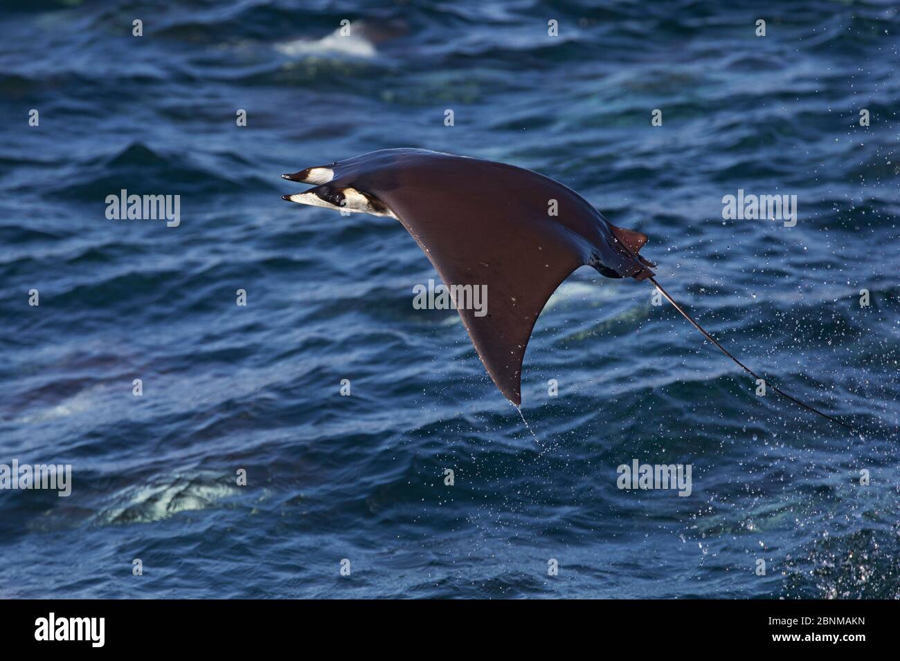 Munk's mobula ray / devilray (Mobula munkiana) leaping out of the water ...