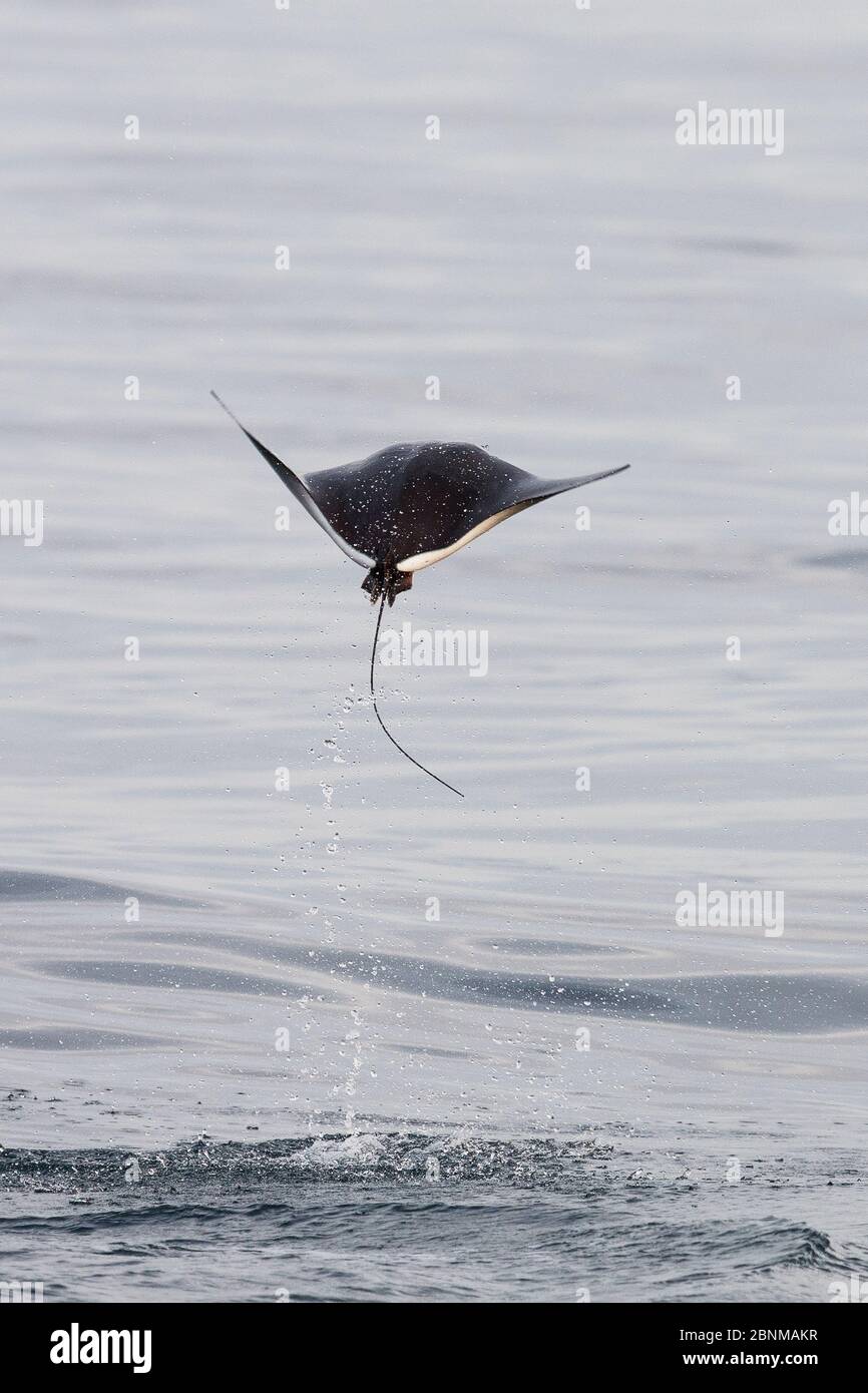 Munk's mobula ray / devilray (Mobula munkiana) leaping out of the water ...