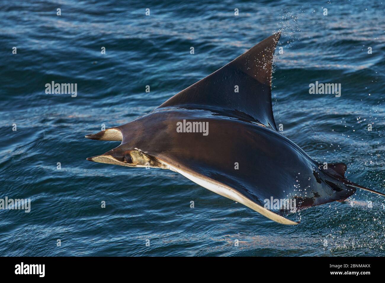 Munk's mobula ray / devilray (Mobula munkiana) leaping out of the water ...