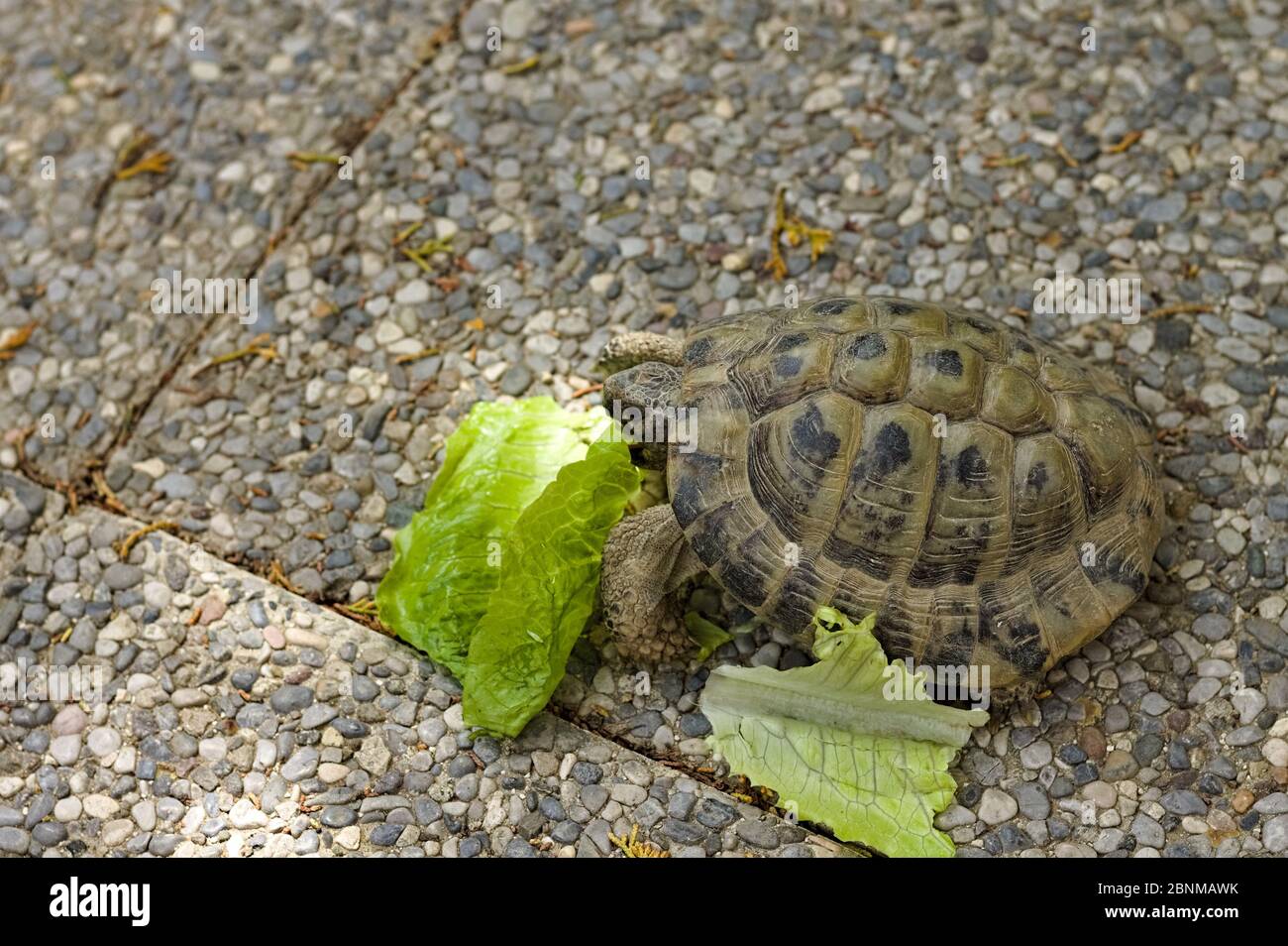 A land turtle is eating a lettuce leaf in the garden (Pesaro, Italy ...