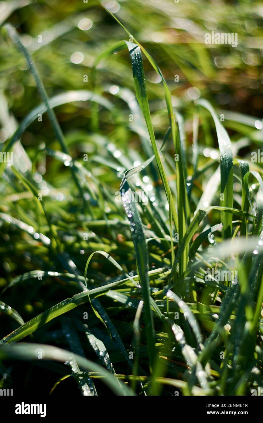 Weak plants hi-res stock photography and images - Alamy