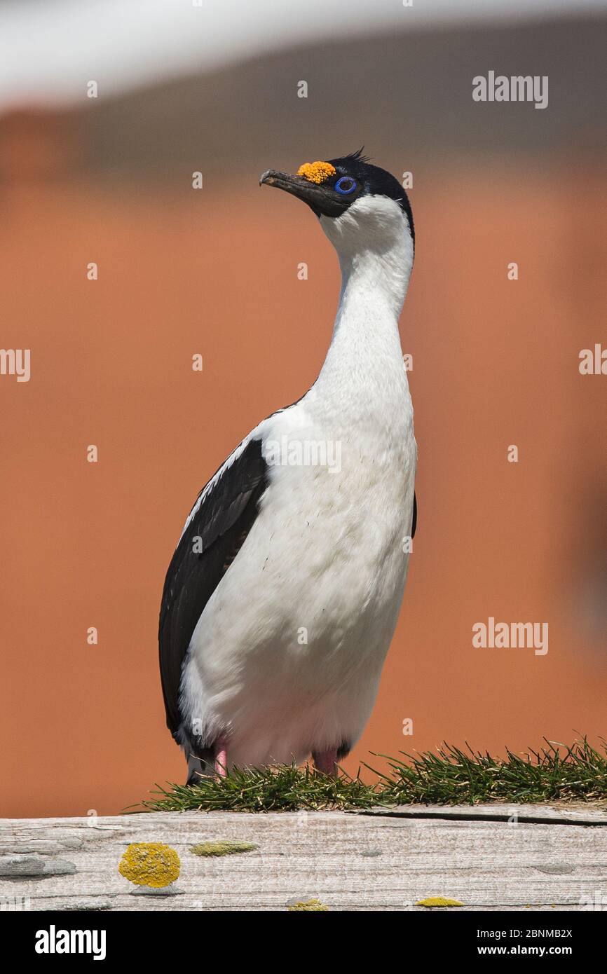 Leucocarbo atriceps georgianus hi-res stock photography and images - Alamy