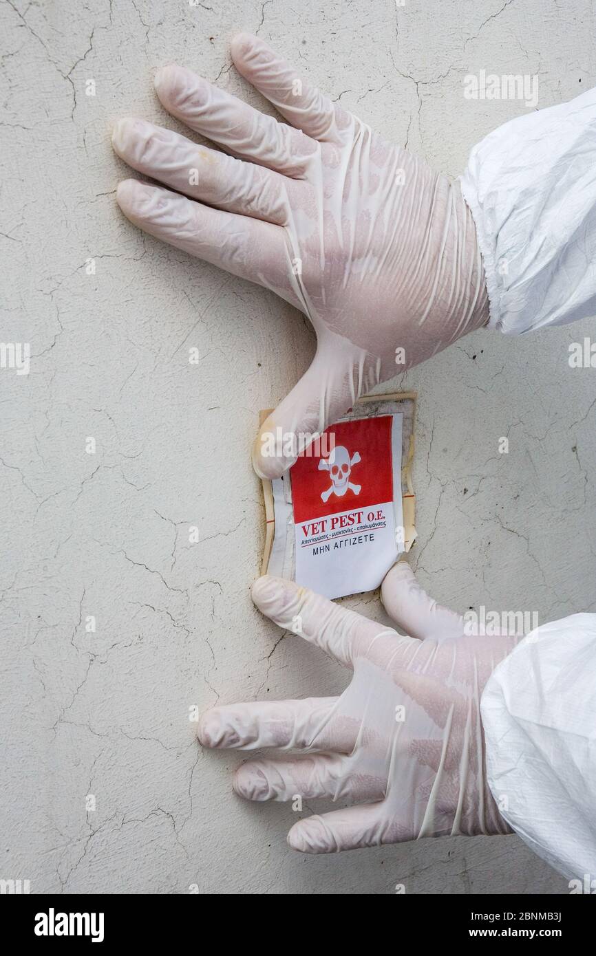 hands wearing protective gloves, placing a sticker with a hazard, alert ...