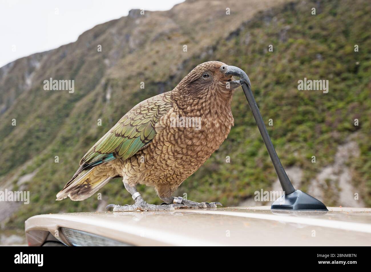 Kea (Nestor notabilis) trying to steal car aerial,Arthur's Pass ...