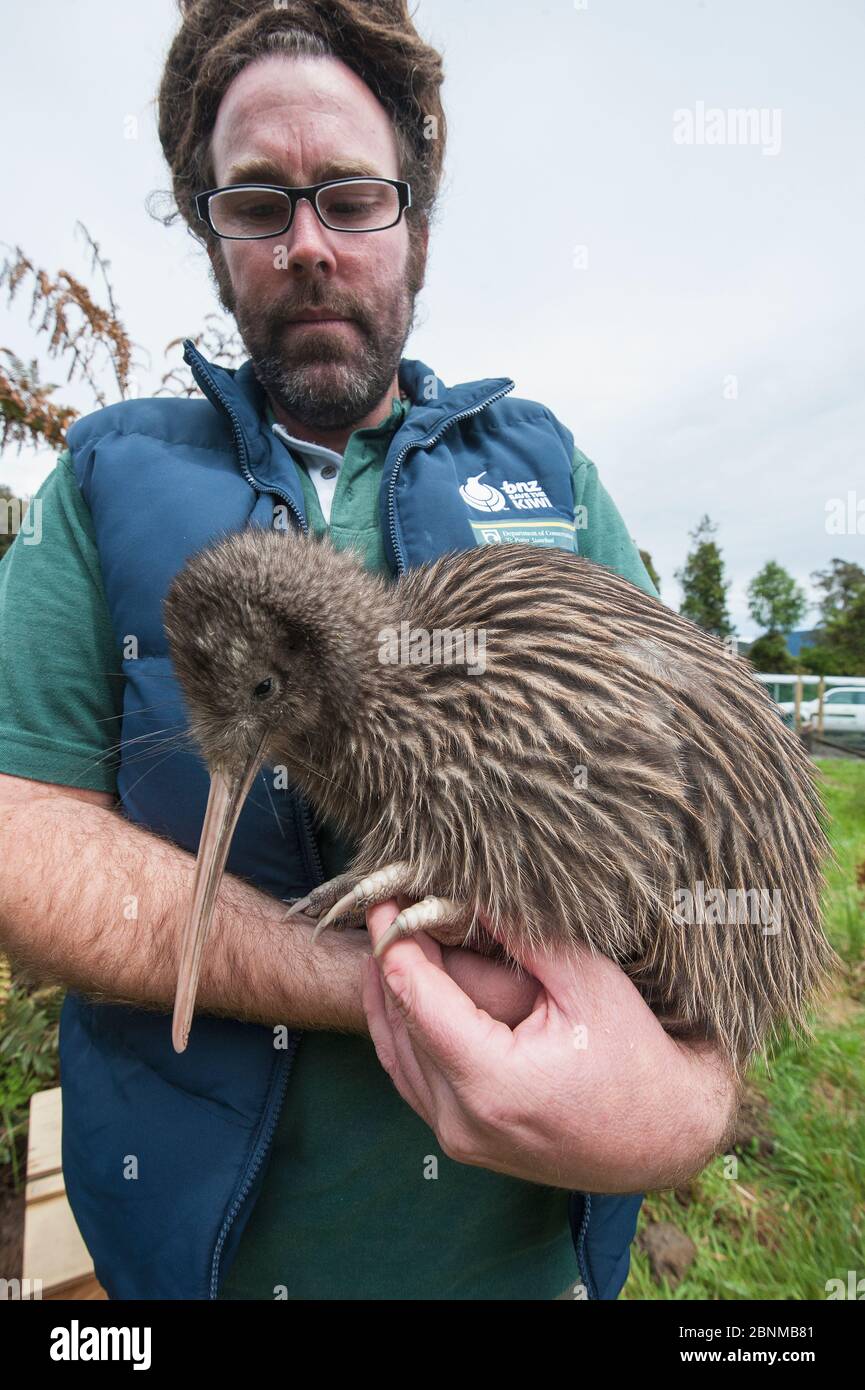 Kiwi Bird Cute High Resolution Stock Photography and Images - Alamy