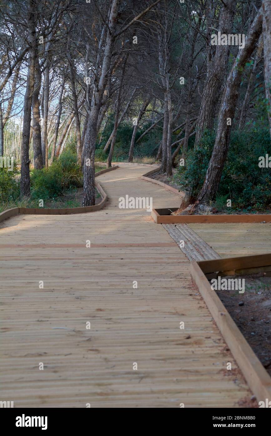 Wooden plank path, among the pines, various paths, sunny day Stock ...