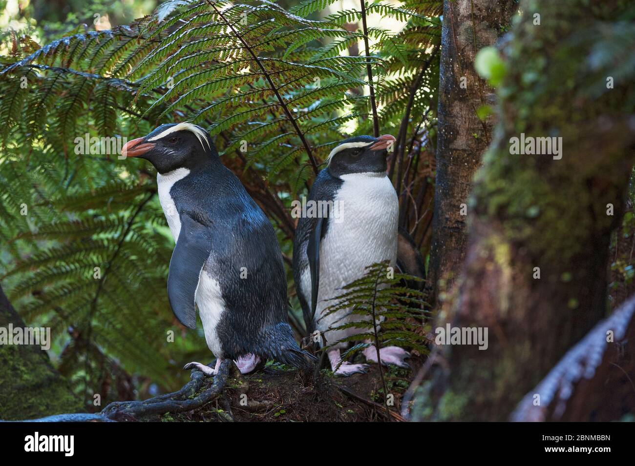 Fiordland crested penguins (Eudyptes pachyrhynchus) in dense coastal ...