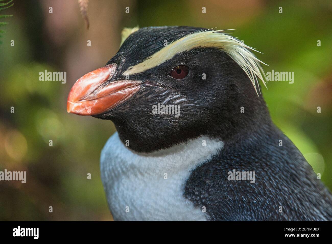 Fiordland Penguin Fiordland Crested Penguins – Penguins – Te Ara