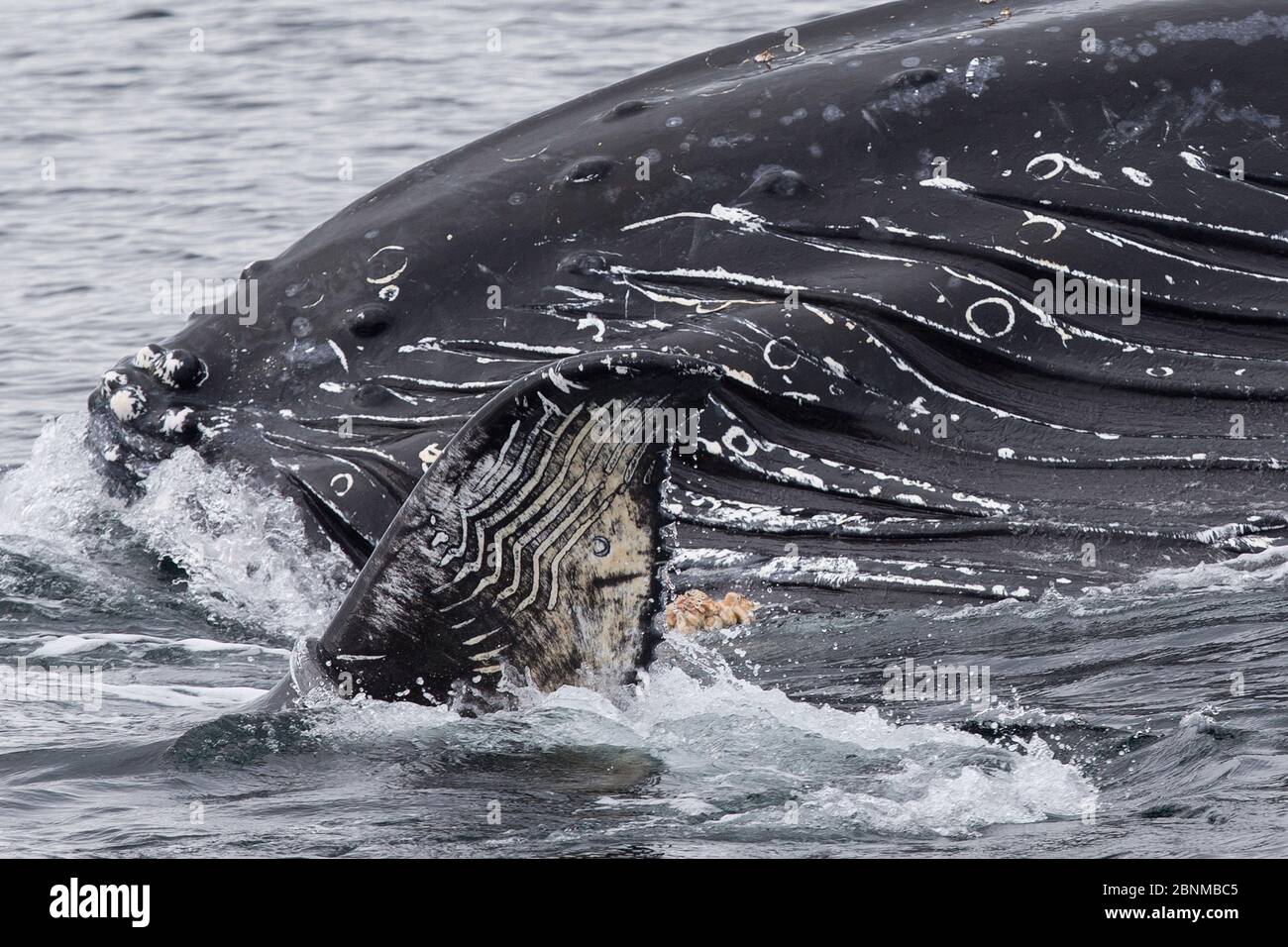 Orca orcinus orca pod spouting hi-res stock photography and images - Alamy