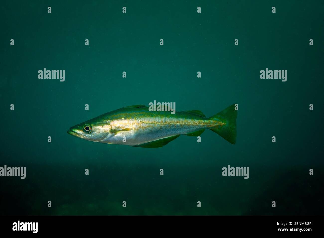 Hake swimming hi-res stock photography and images - Alamy