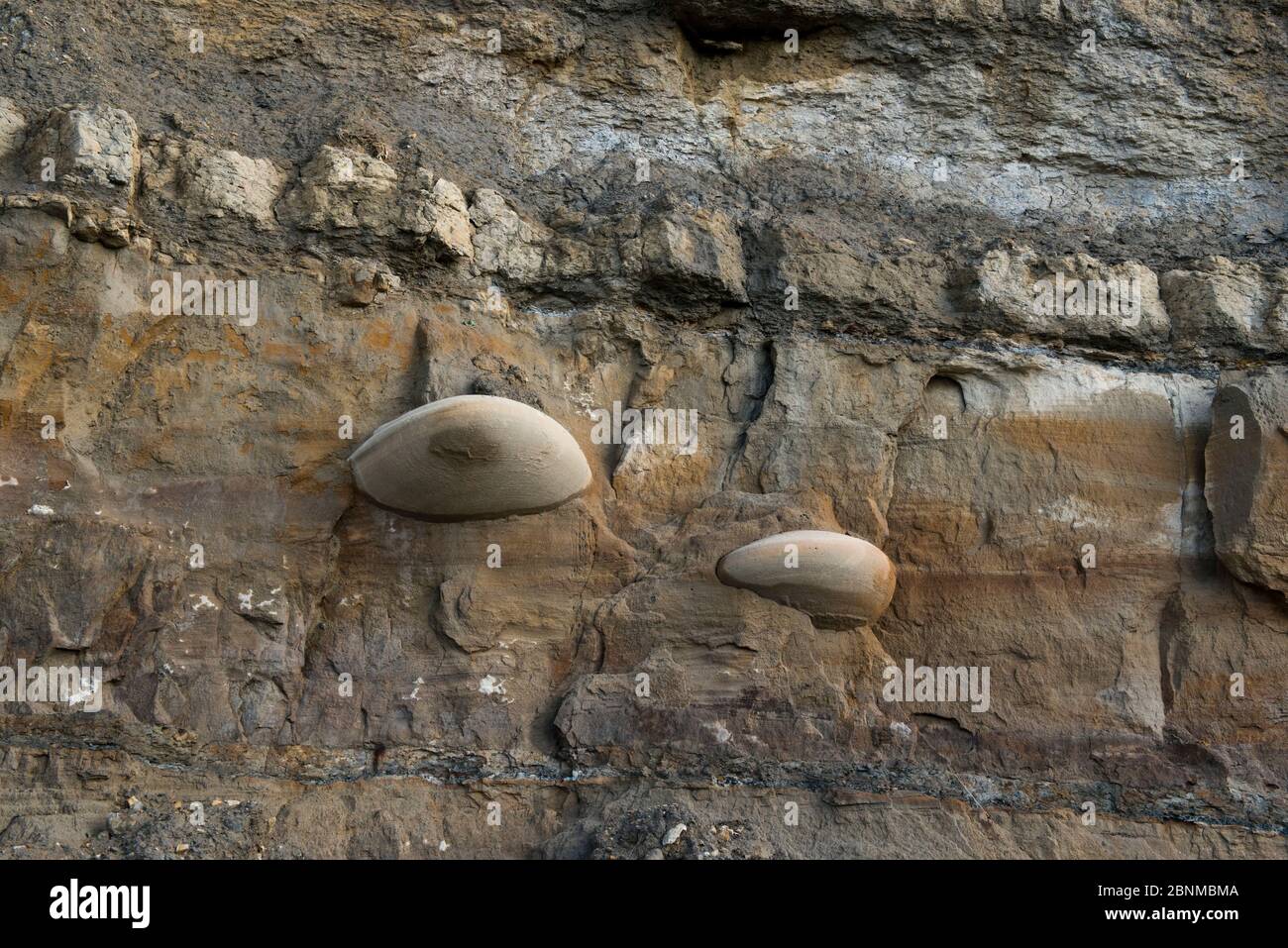 Cemented nodules within sandstones of the Jurassic, Bencliff grit ...