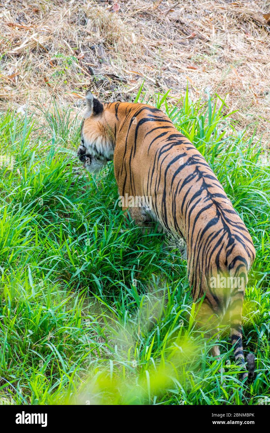 A rare image the tiger eating grass in order to digest the meat Stock ...