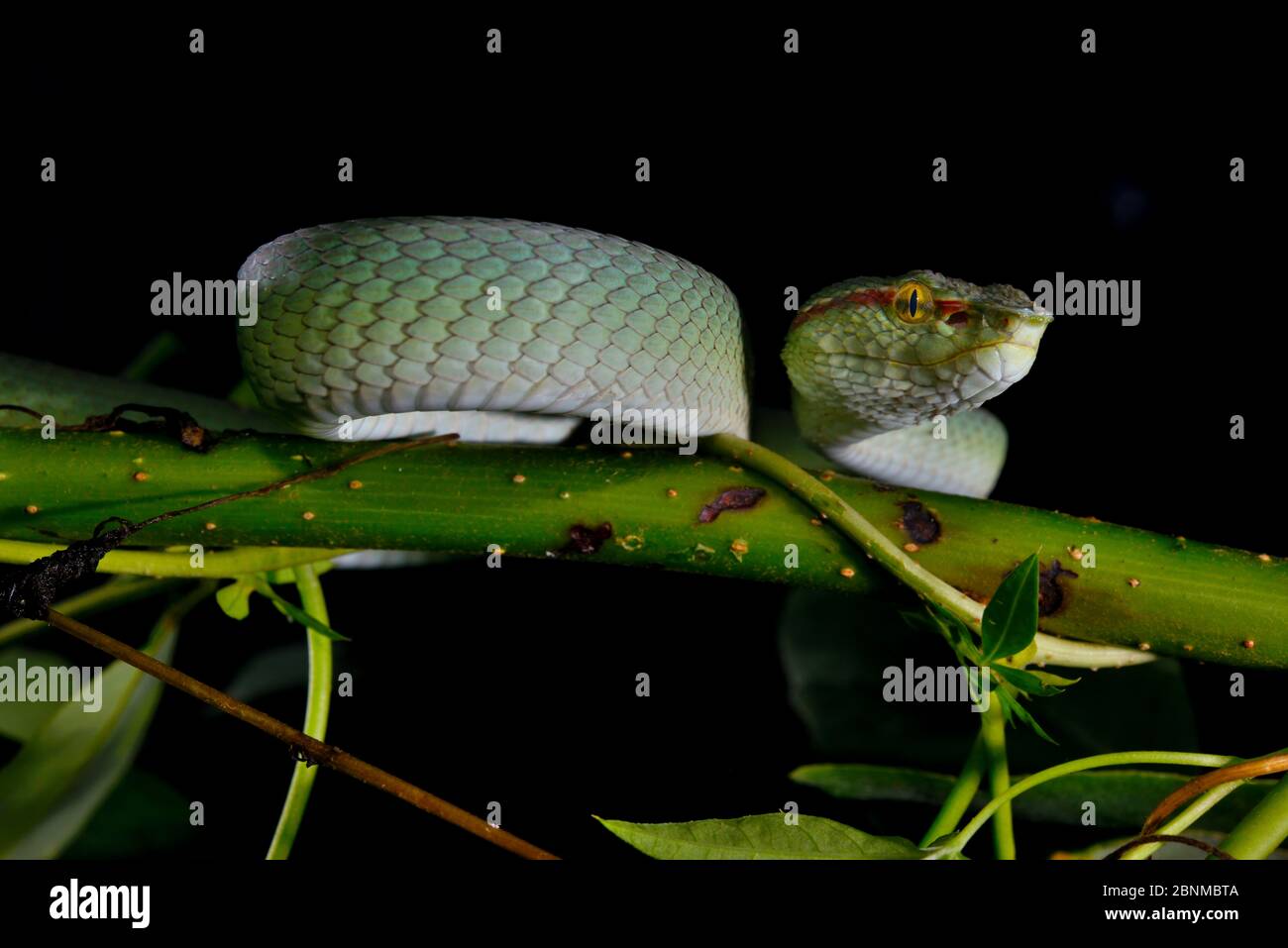 Wagler's pit viper (Tropidolaemus wagleri) male, Gunung Leuser. Sumatra ...