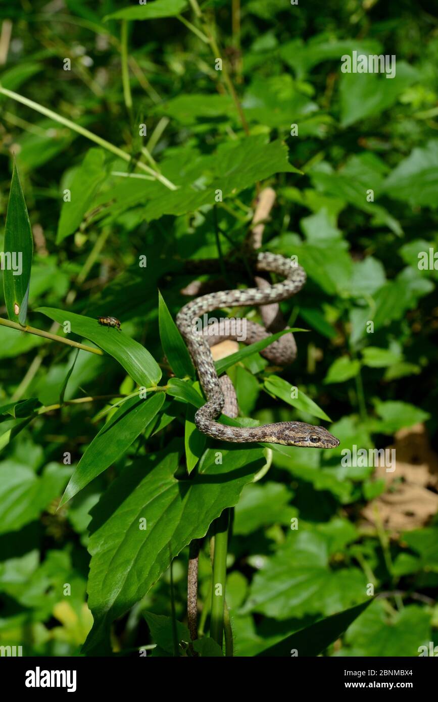 Brown whip snake (Dryophiops rubescens) Gunung Leuser, Sumatra Stock ...
