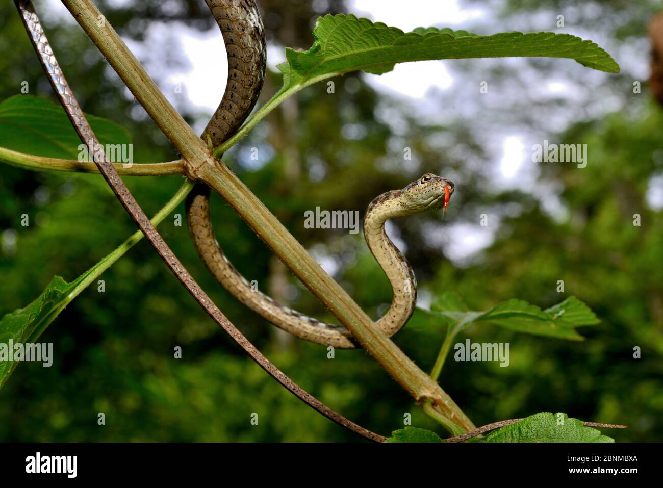 Brown whip snake (Dryophiops rubescens) Gunung Leuser, Sumatra Stock ...