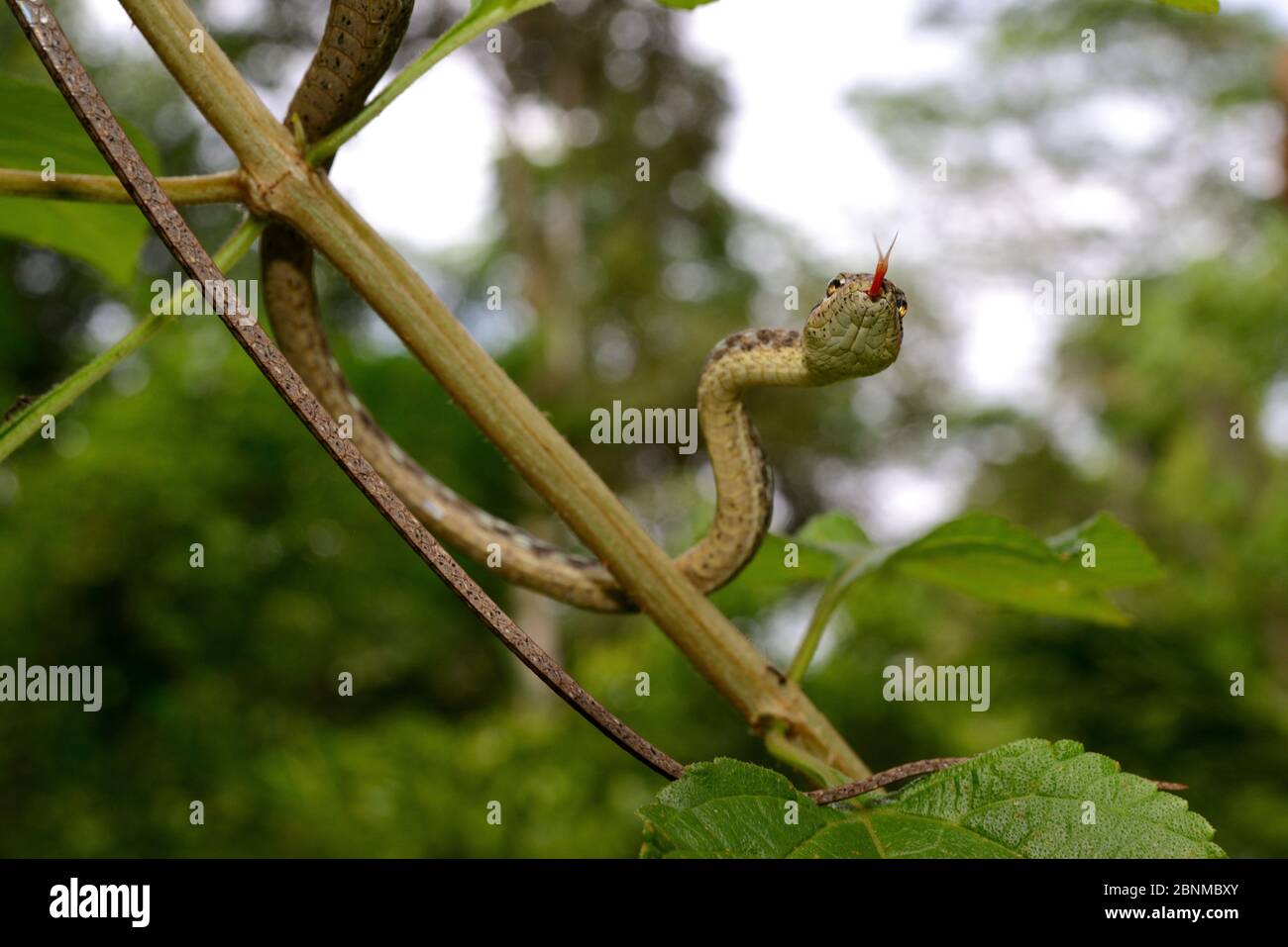 Brown whip snake (Dryophiops rubescens) Gunung Leuser, Sumatra Stock ...