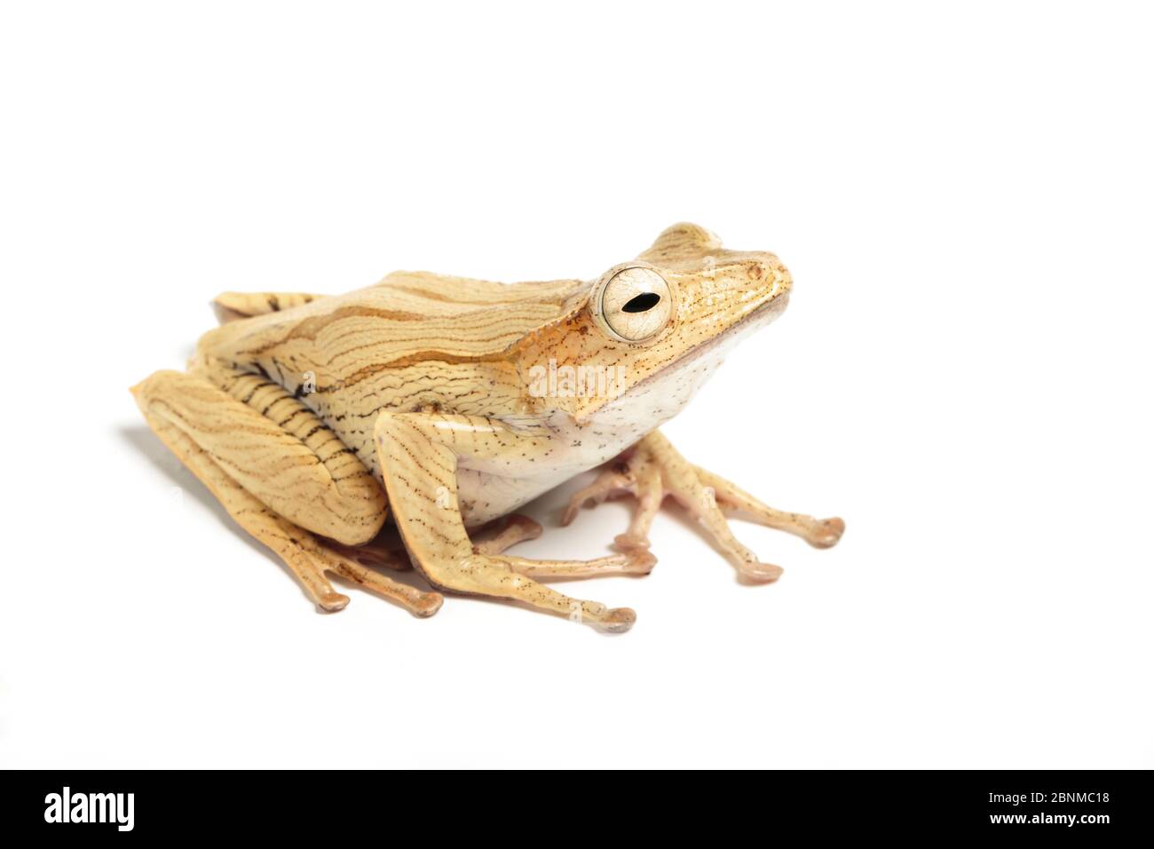 File-eared tree frog (Polypedates otophilus) captive on white ...