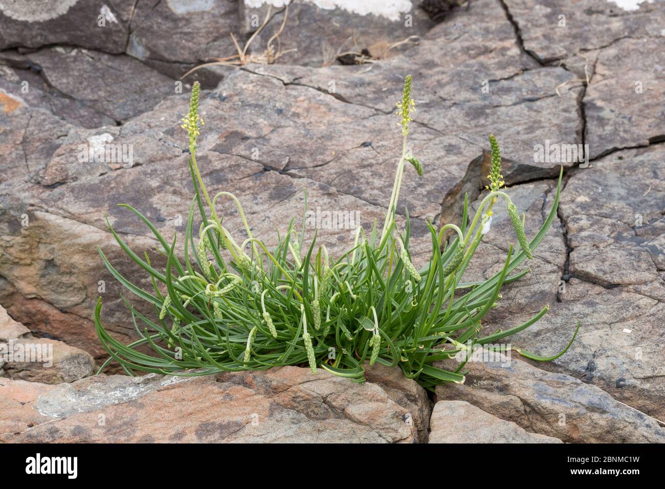 Sea plantain (Plantago maritima) Isle of Ulva, Mull, Scotland Stock ...