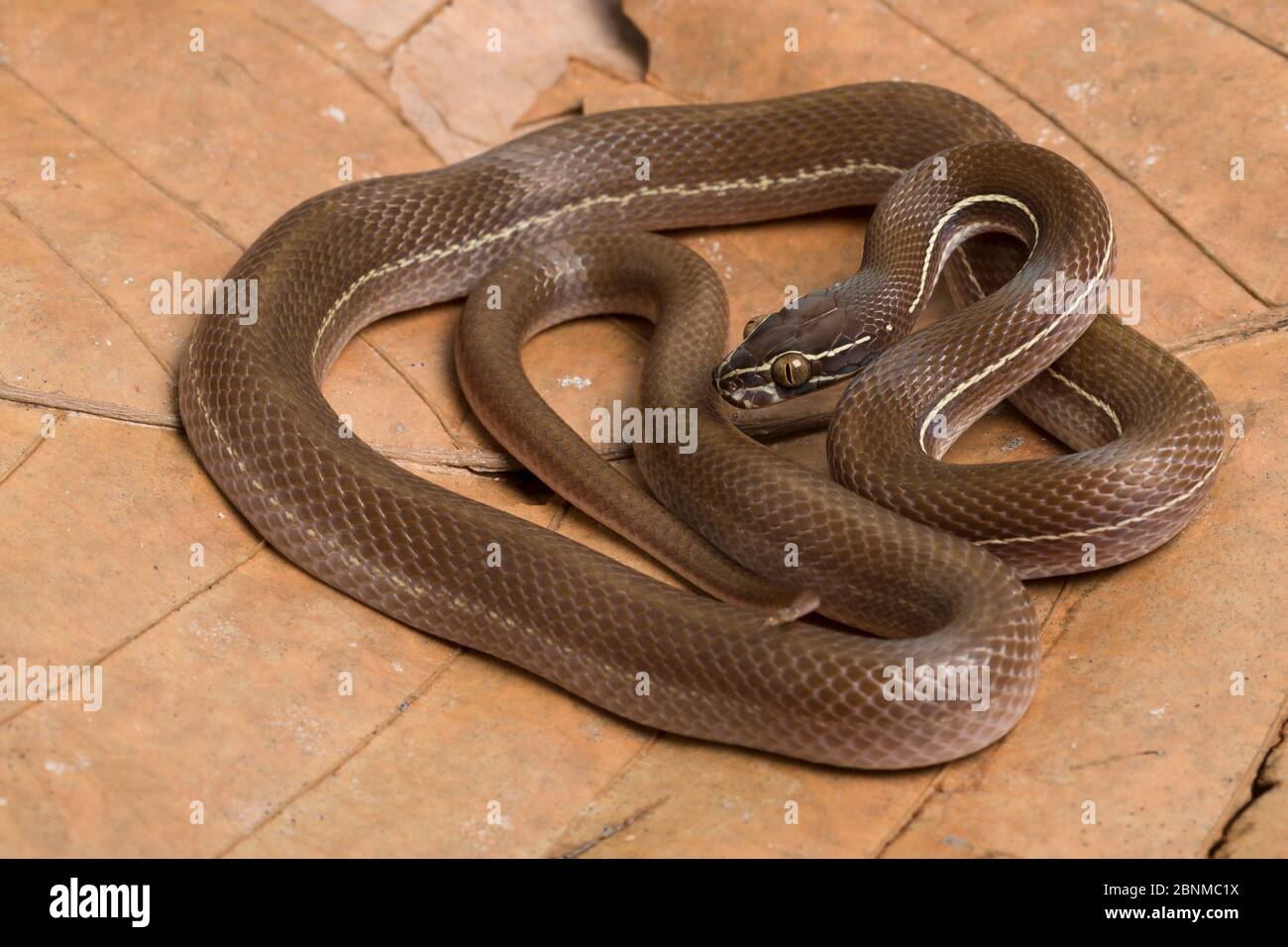 Lamprophis lineatus hi-res stock photography and images - Alamy