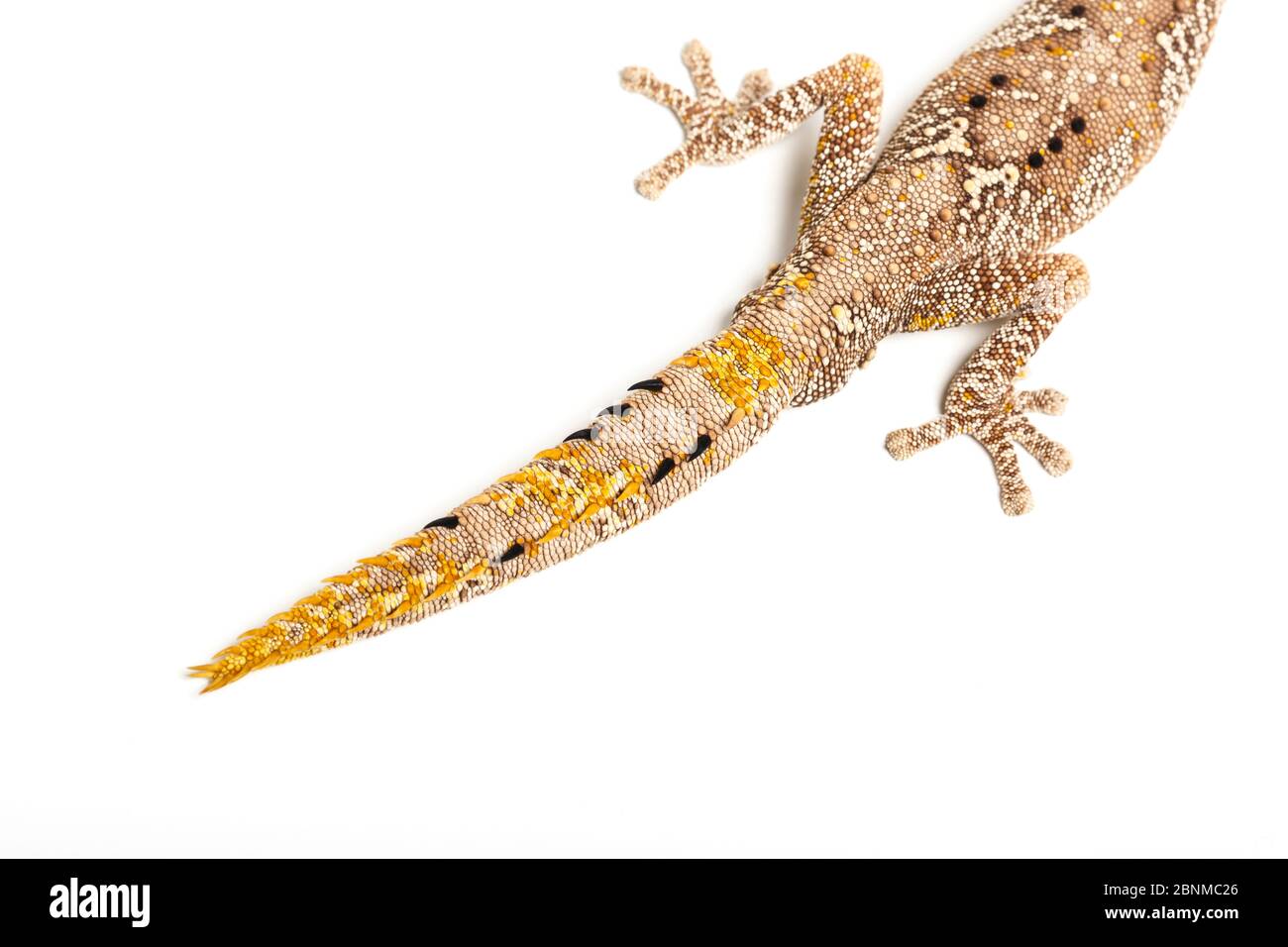 Gecko in australia Cut Out Stock Images & Pictures - Alamy