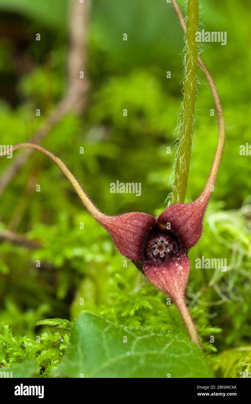 Long tailed wild ginger hi-res stock photography and images - Alamy