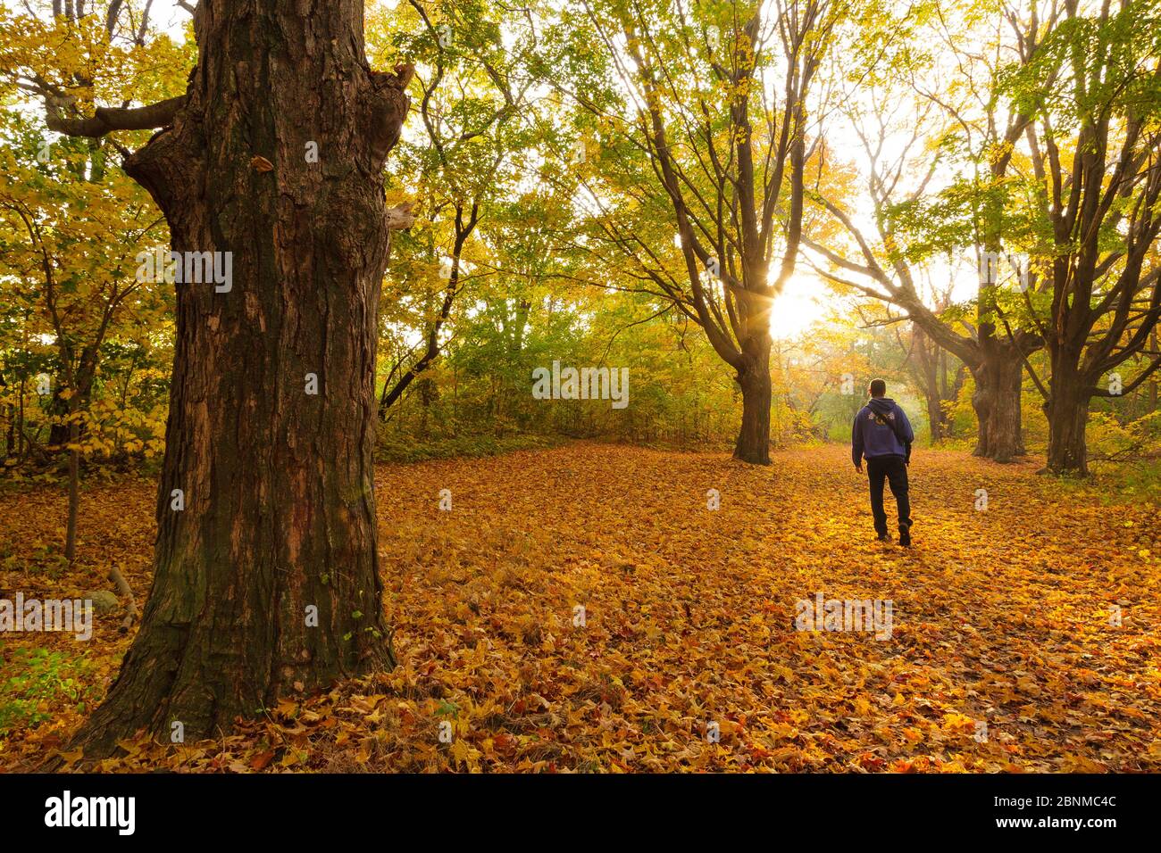 Maple trees along a walking path at Odiorne Point State Park (Fort ...