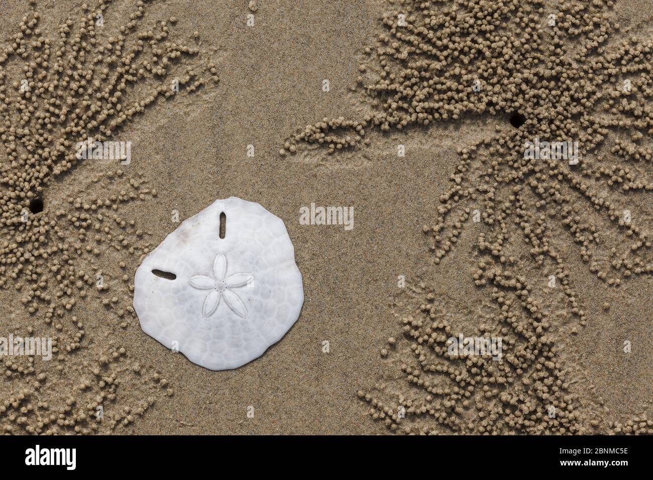 Sand dollar (Clypeasteroida) and Ghost crab burrows (Ocypodinae) on the ...