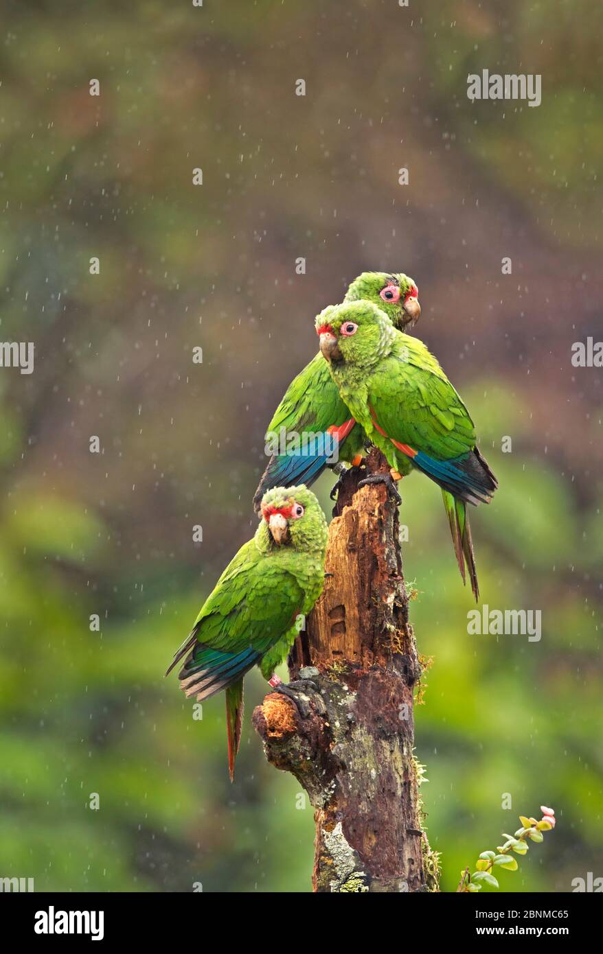 Orcesi hi-res stock photography and images - Alamy