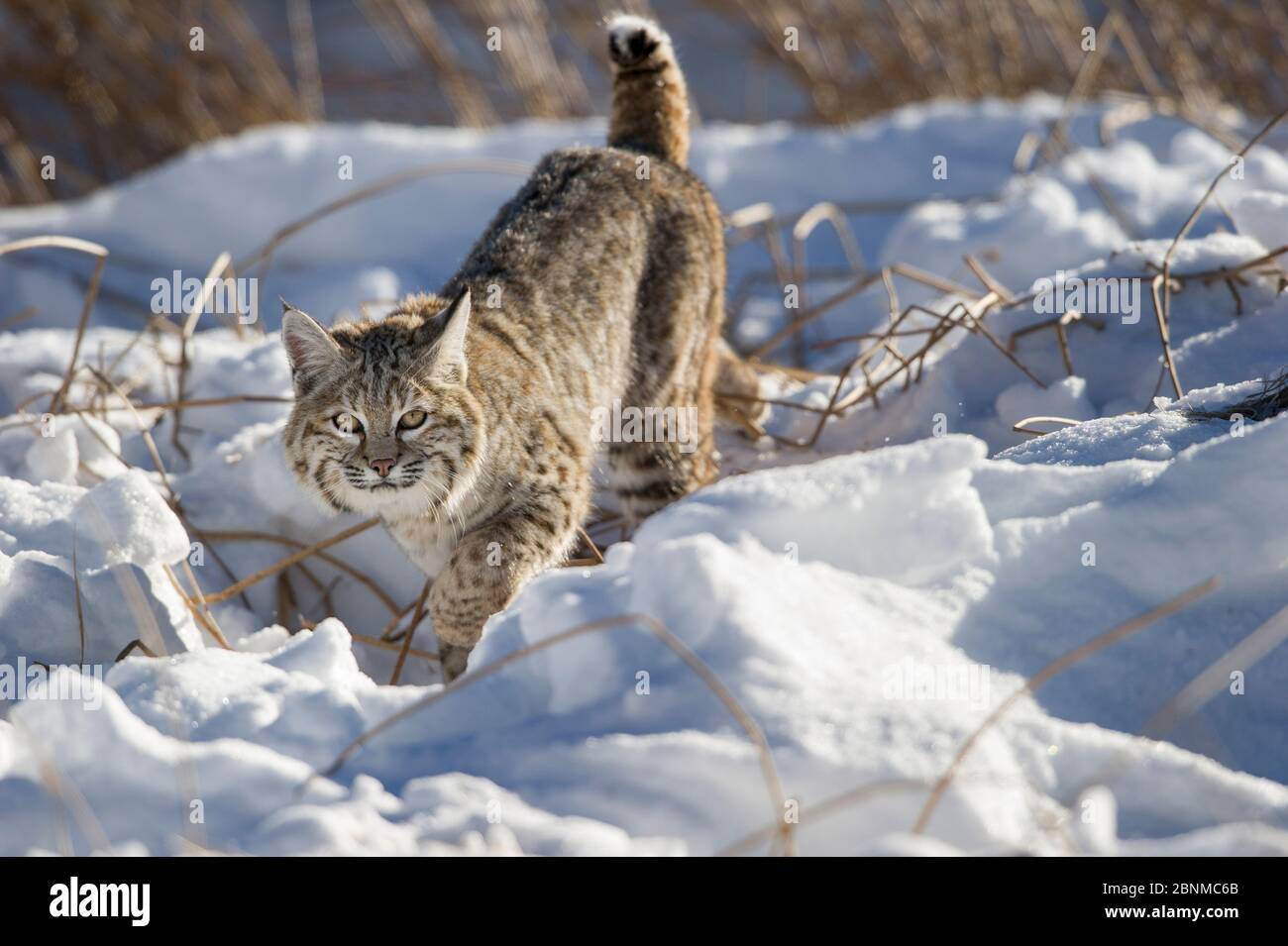North American bobcat (Lynx rufus) stalking along the edge of the ...