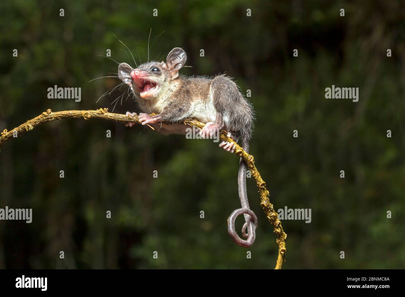 Murine opossum hi-res stock photography and images - Alamy