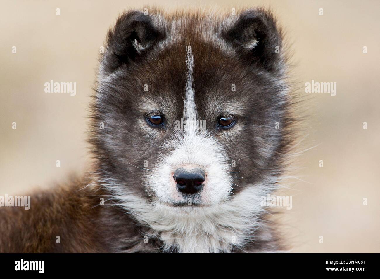 Husky puppy, portrait. Churchill, Manitoba, Canada Stock Photo - Alamy