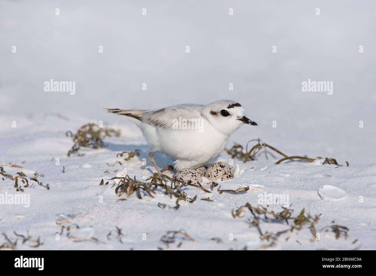 Snowy plover (Charadrius alexandrinus nivosus) male incubating eggs on ...