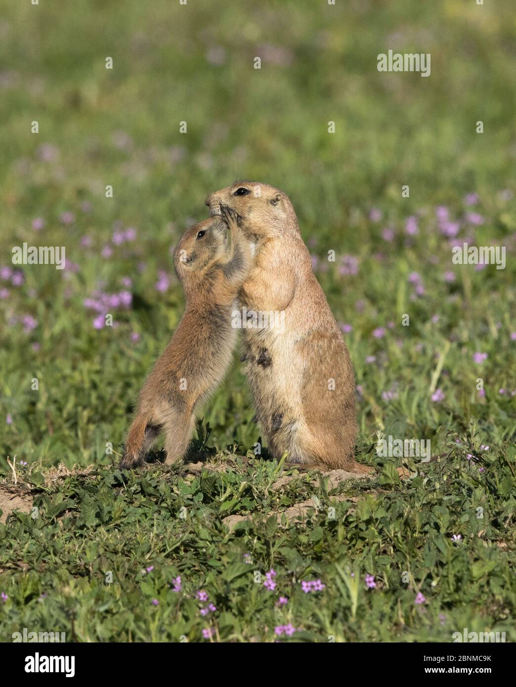 What Are Prairie Dog Babies Called
